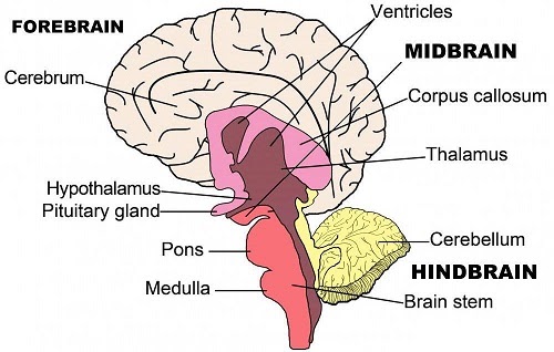 Mechanism of Neural Control