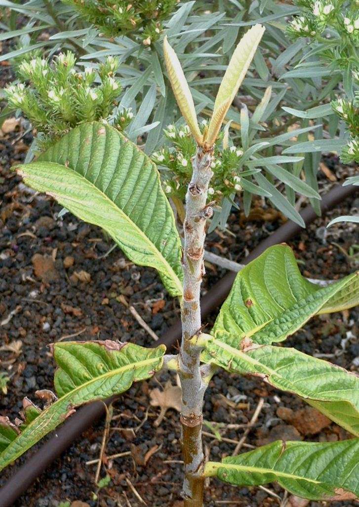 Oleander: Japanische Mispel (Eriobotrya japonica) von der Jungpflanze ...
