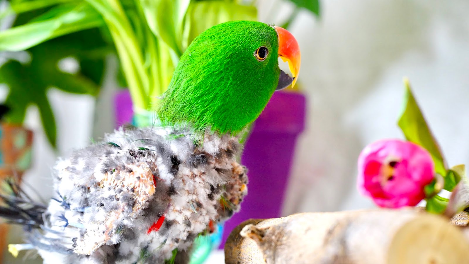 What your Parrot is trying to tell you [ Body Language] — Prego ...