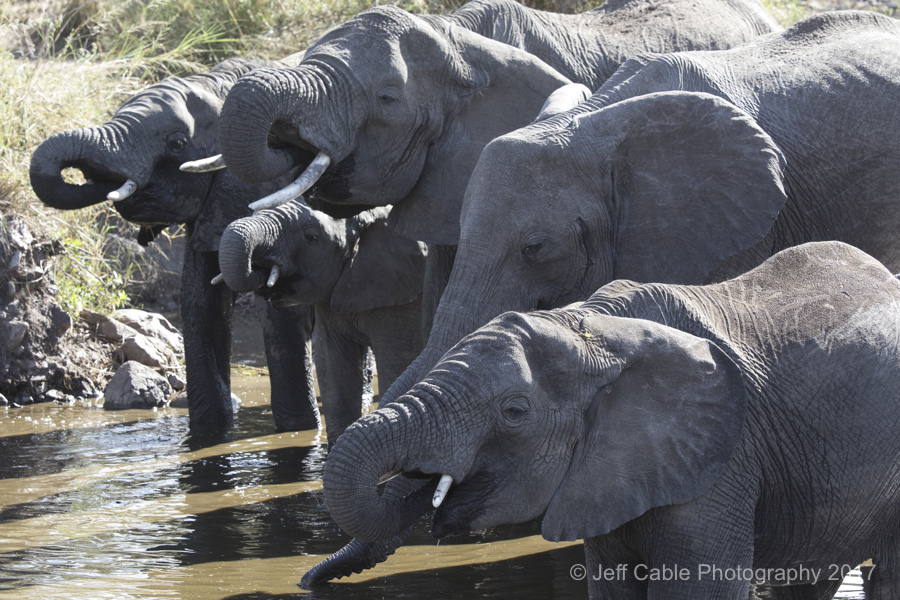 Jeff Cable's Blog: Our African Safari - Day Nine (African Buffalo, Ox ...