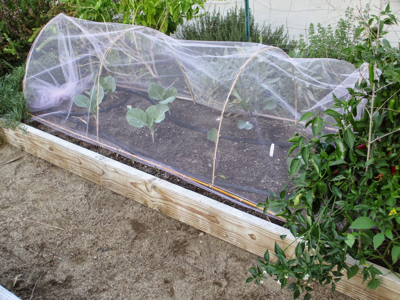 Andie's Way: Making Cabbage Row Covers