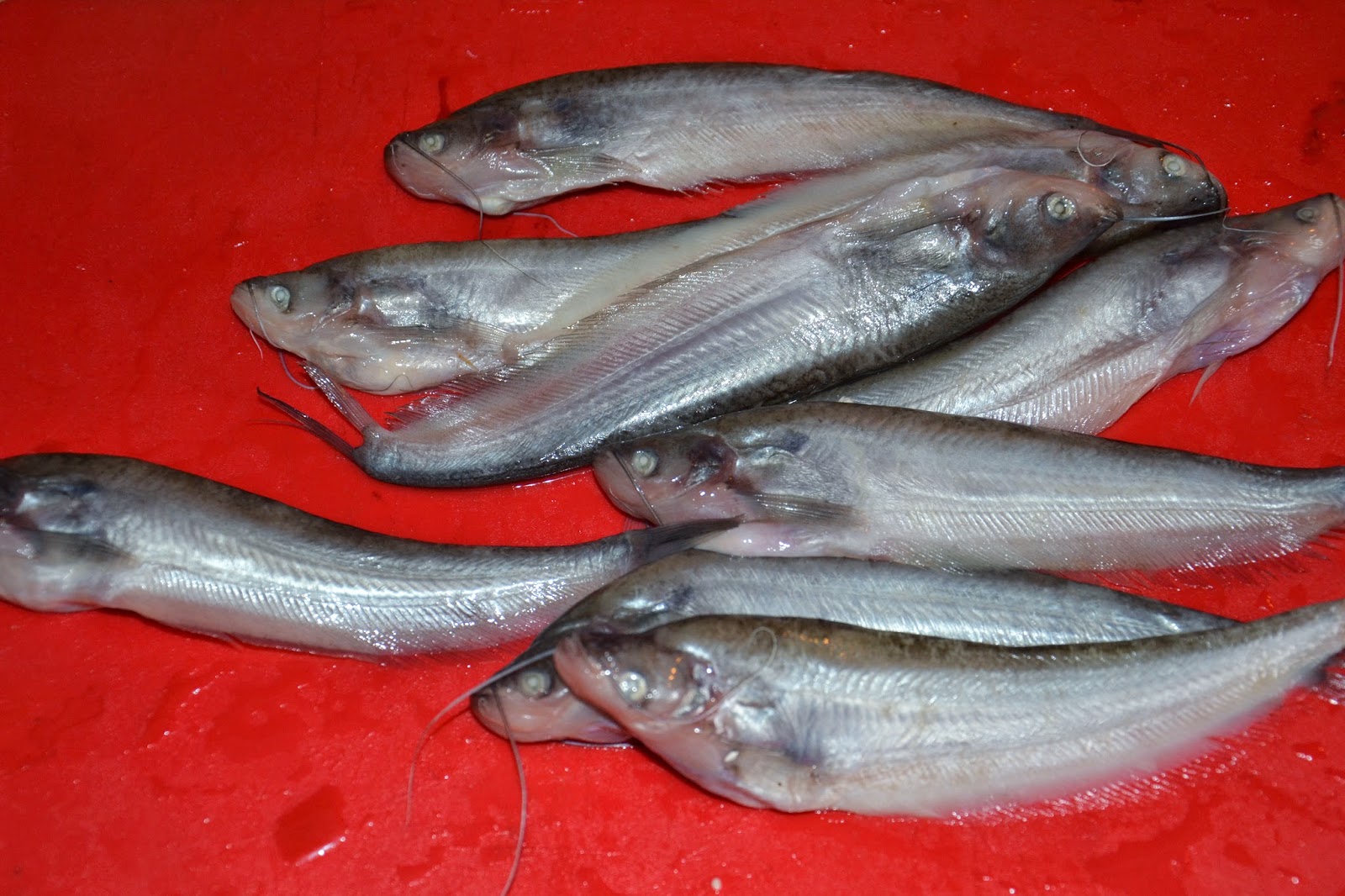 Oppdag Fisk!: Pabdah Malle/Pabdah Catfish/Ompok/Ompok Bimaculatus ...