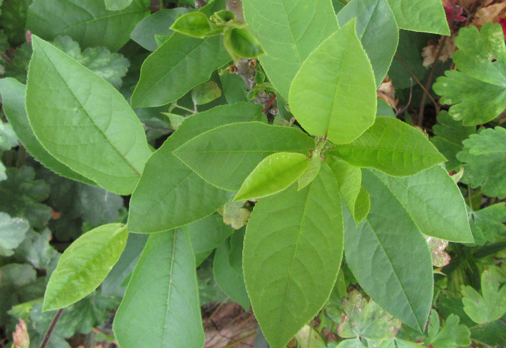 Mother Nature's Montrose Garden: Plant of the Month (June) : Western ...