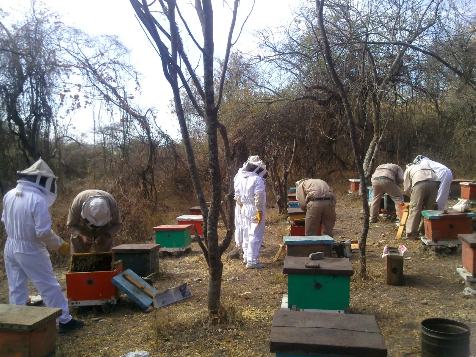 DESARROLLO SUSTENTABLE : Capacitación para el manejo de apiarios