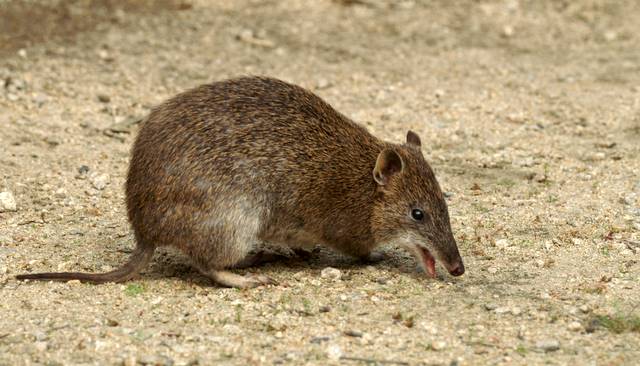 Bandicoot | The Life of Animals