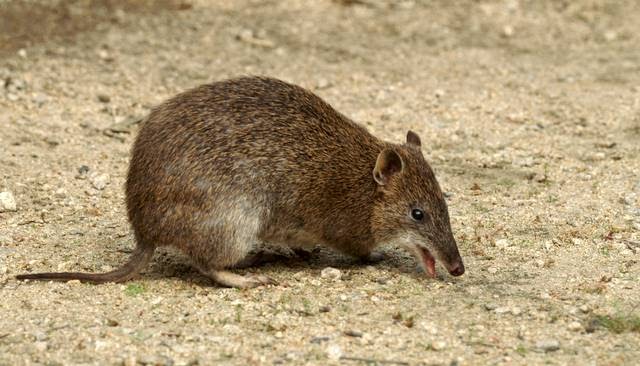 Bandicoot | The Life of Animals