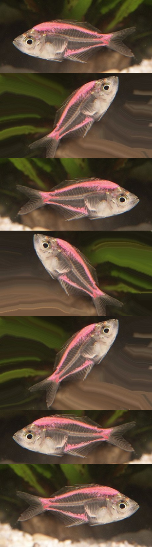 The Esteemed Fishes of Manipur