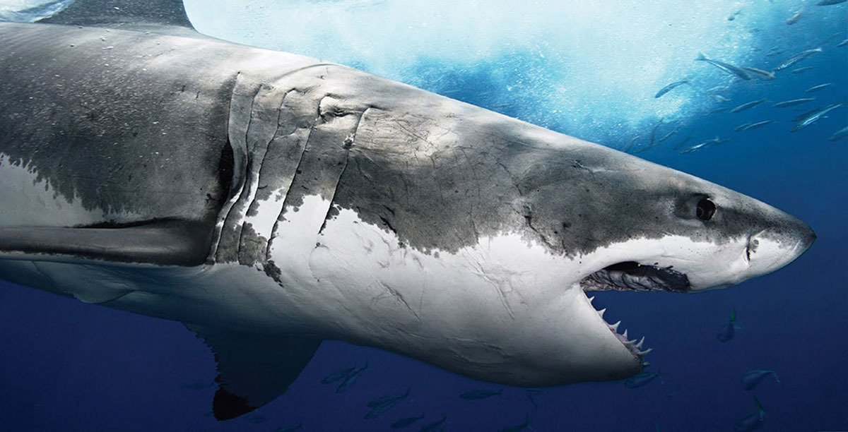 De que se puede hablar hoy: Tiburones