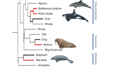 Are Manatees Pinnipeds?