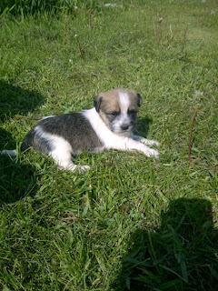 My Life in North Dakota: Pin Tzu (Miniature Pinscher Shih Tzu Cross)