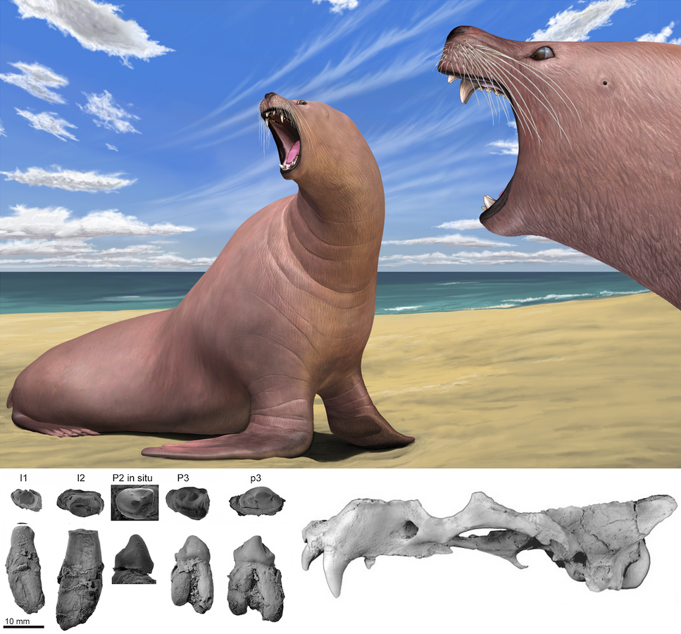 Species New to Science: [PaleoMammalogy • 2015] Archaeodobenus ...