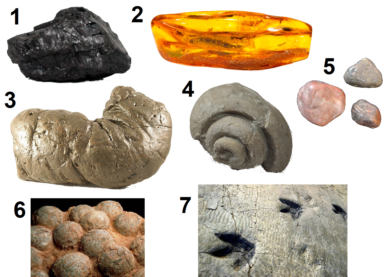 Fósiles en Asturias: La paleontología y los fósiles