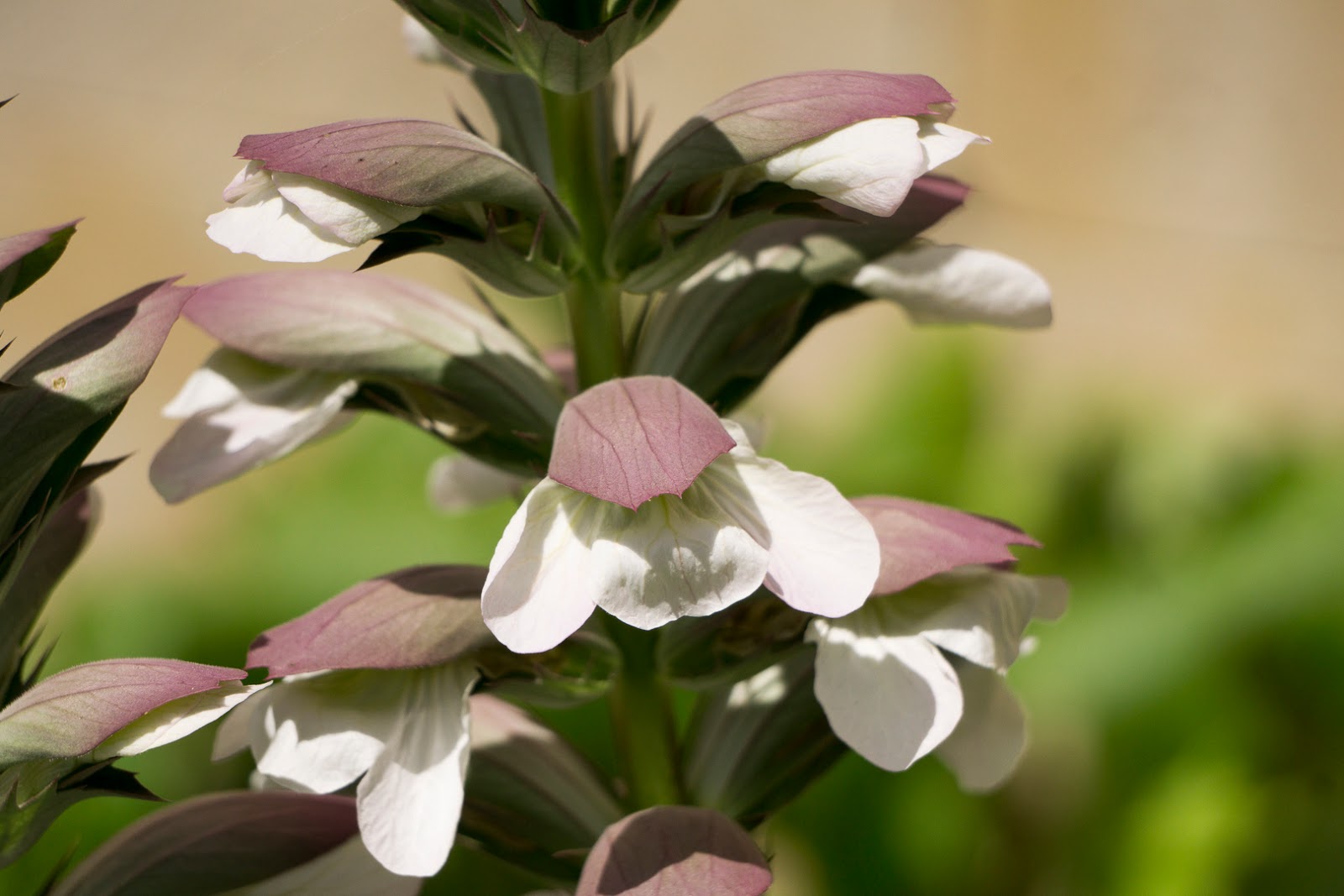 Plantas de Huerta Otea, Salamanca: Acanto (Acanthus mollis)