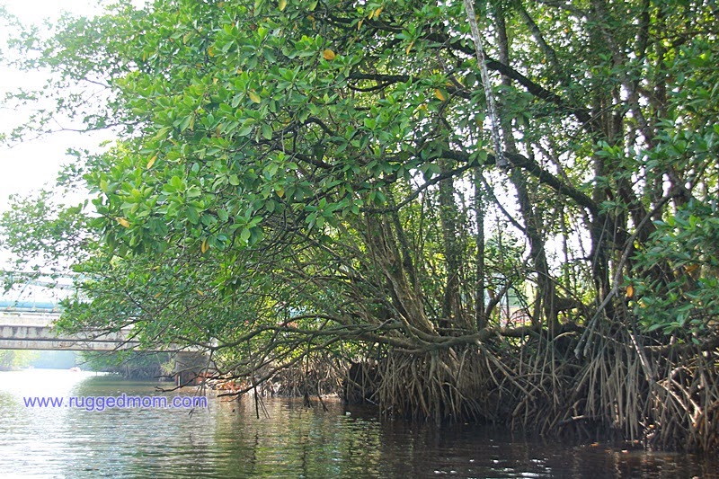 Cherating Mangrove River Cruise