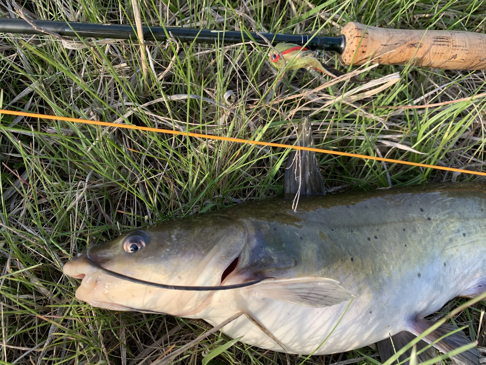 The Show Me Fly Guy: Trying Out Bennett's Lunch Money Fly