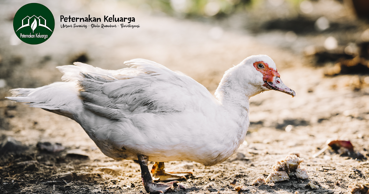 19+ Jenis Warna Entok Simple Dan Minimalis