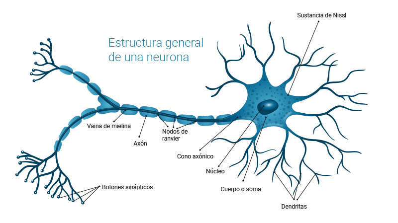 Redes Neuronales: Redes Neuronales