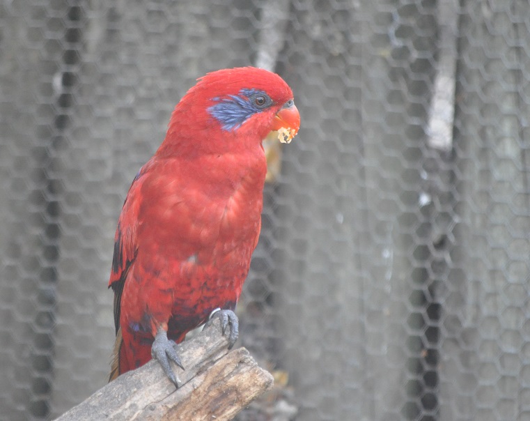 ZOOTOGRAFIANDO (6.100 ANIMALS): LORI DE LAS TANIMBAR / BLUE-STREAKED ...