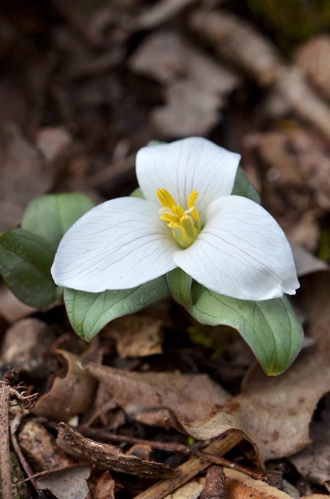 The Kentucky Nature Blog: Snow Trillium (Trillium nivale)