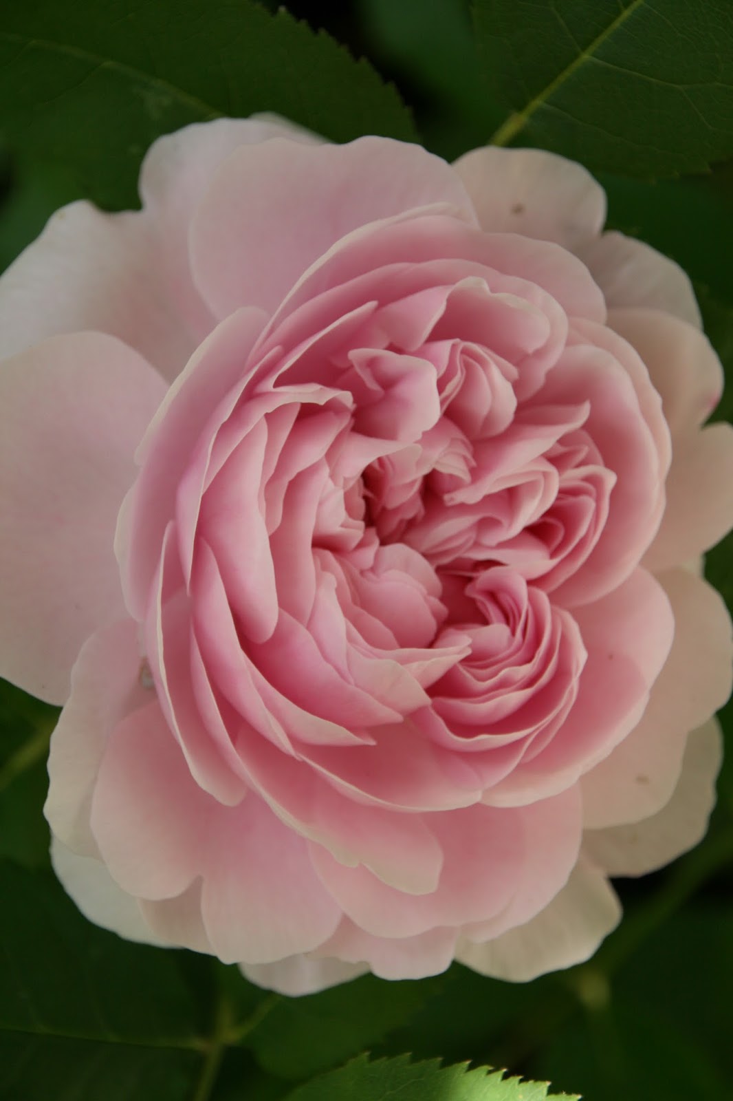 Kreativ Lycke: Pioner, Roser og Klematis