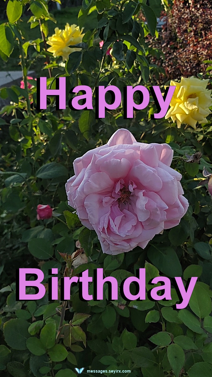 Happy birthday, white roses images - Happy Birthday - HBDAY.ART