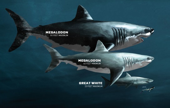 Informasi Terlengkap Tentang Ikan Monster Hiu Megalodon Raksasa - CINTA ...