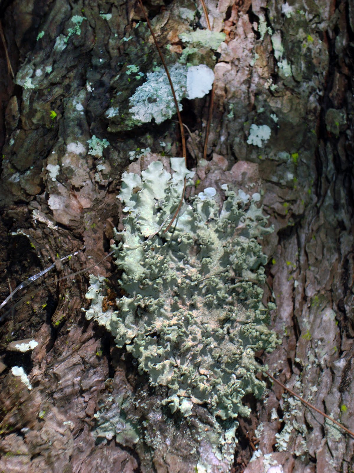 Living with Nature - School on Blog by Dr. Abercio V. Rotor ...