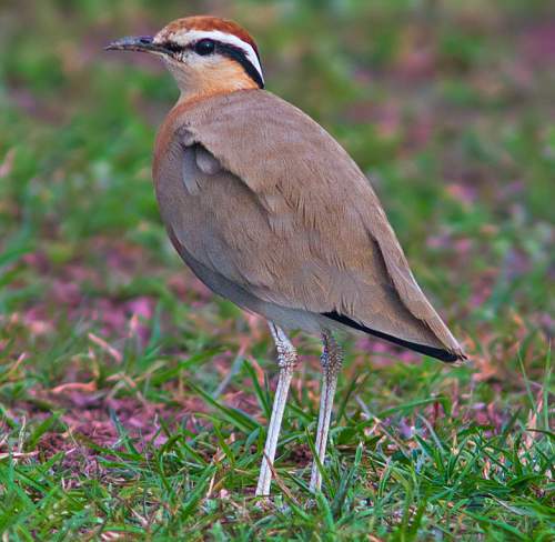 Indian courser | Birds of India | Bird World