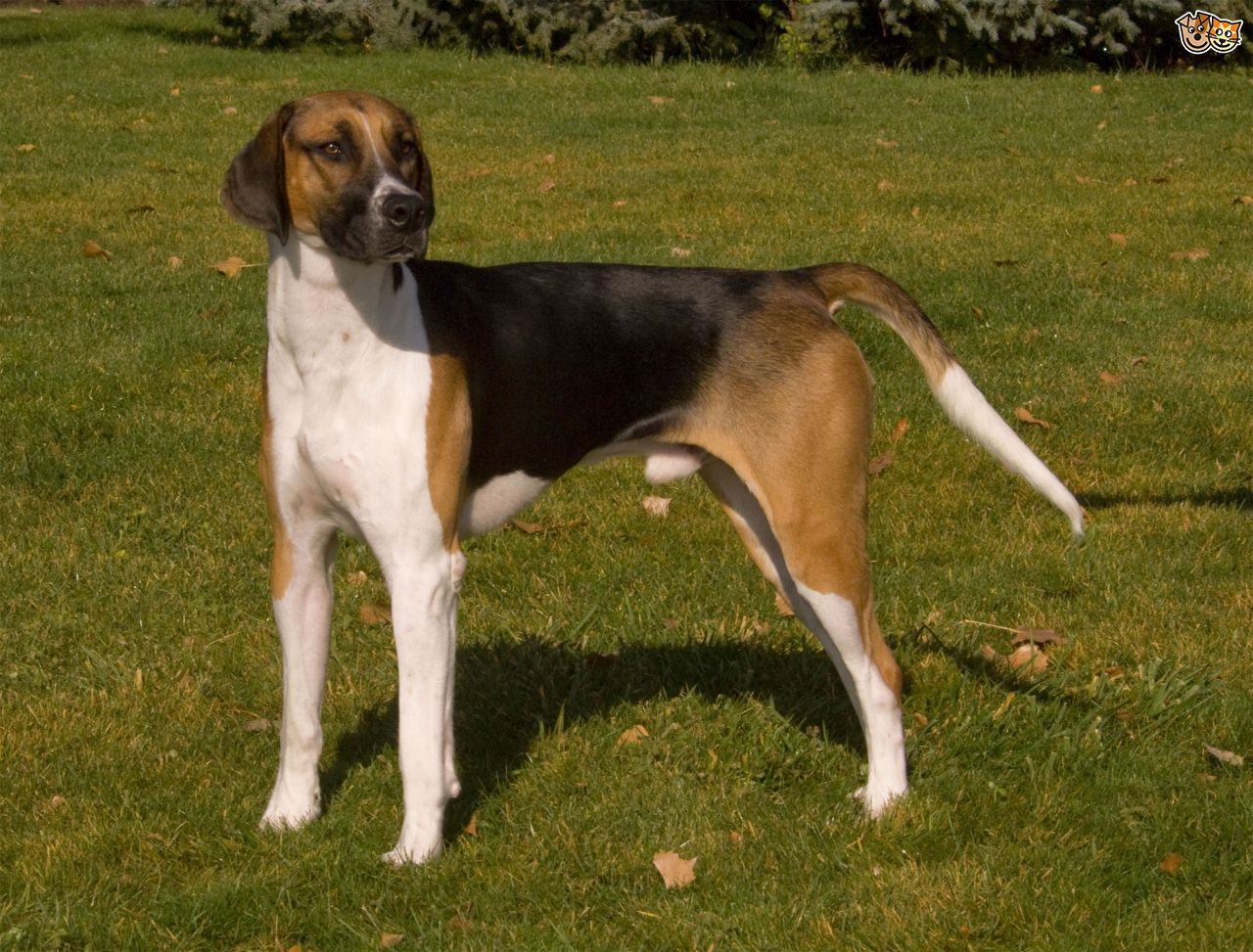 THE FOXHOUND DOG - Dogs Lover