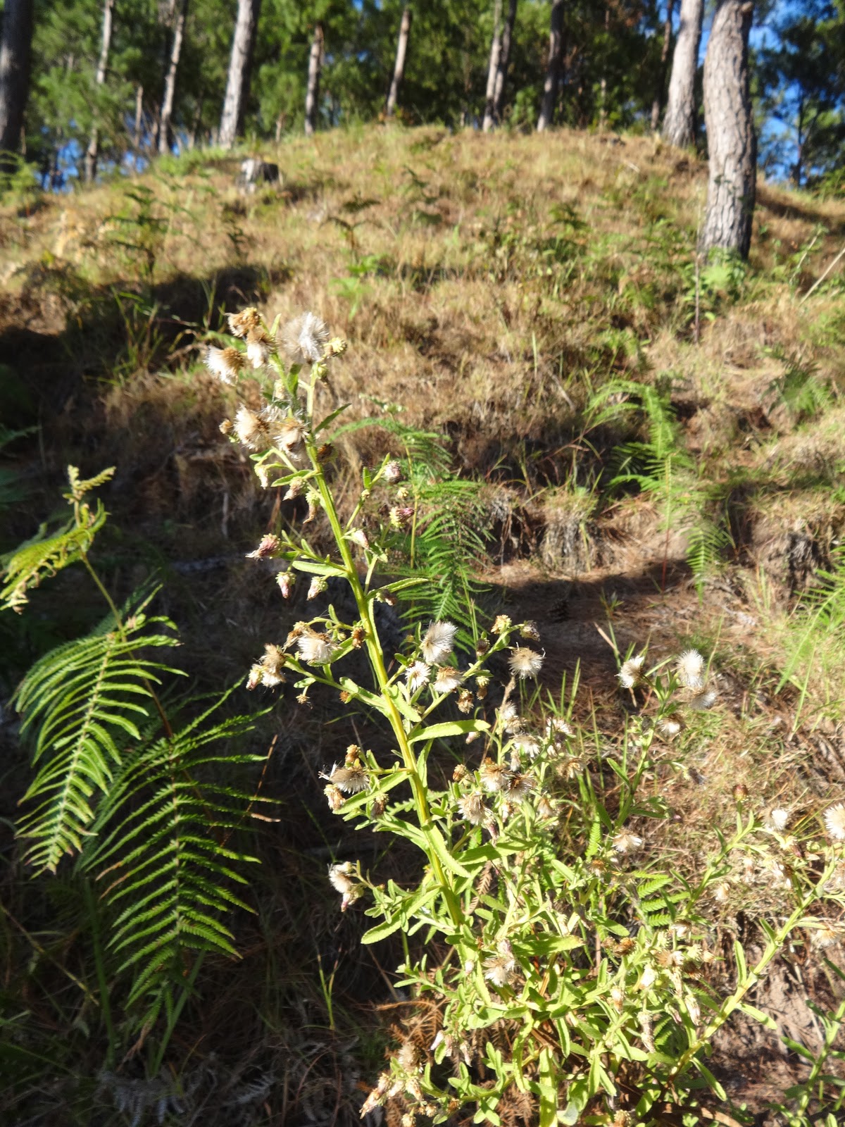 Herbs from Distant Lands: Laggera alata - Winged-Stem Laggera, Liu Leng ...