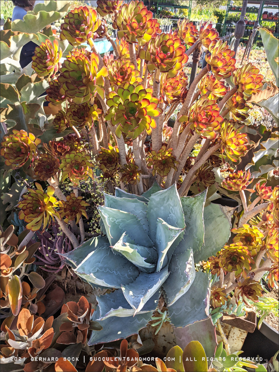 Succulent cornucopia at Plant Depot nursery in San Juan Capistrano