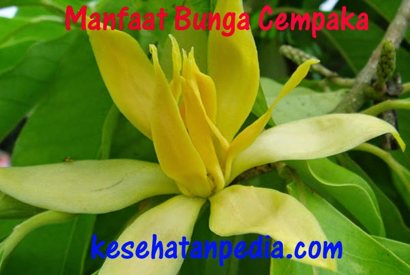 Manfaat Bunga Cempaka bagi Kesehatan - kesehatanpedia