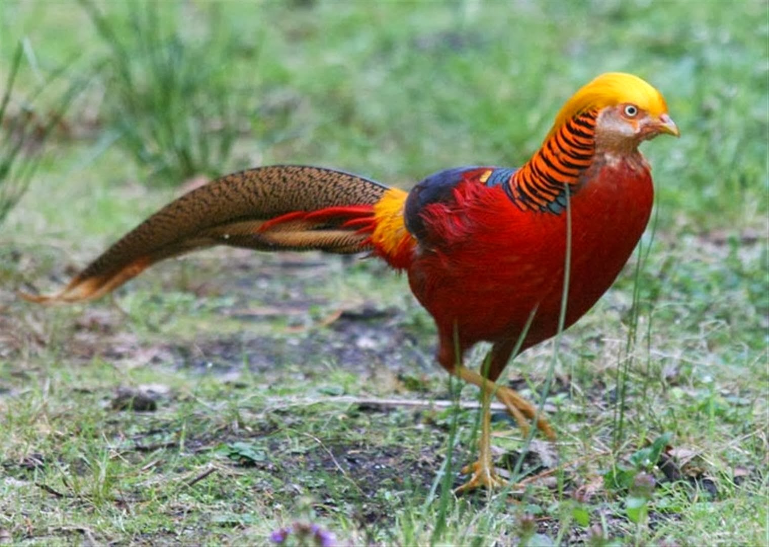 Golden Pheasant ~ Birds World