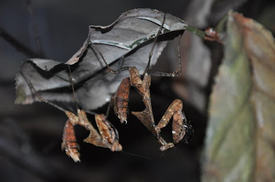Savor The Days: Audubon Insectarium in New Orleans