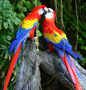 Parrots - The Intelligent Birds: Facts about Parrots