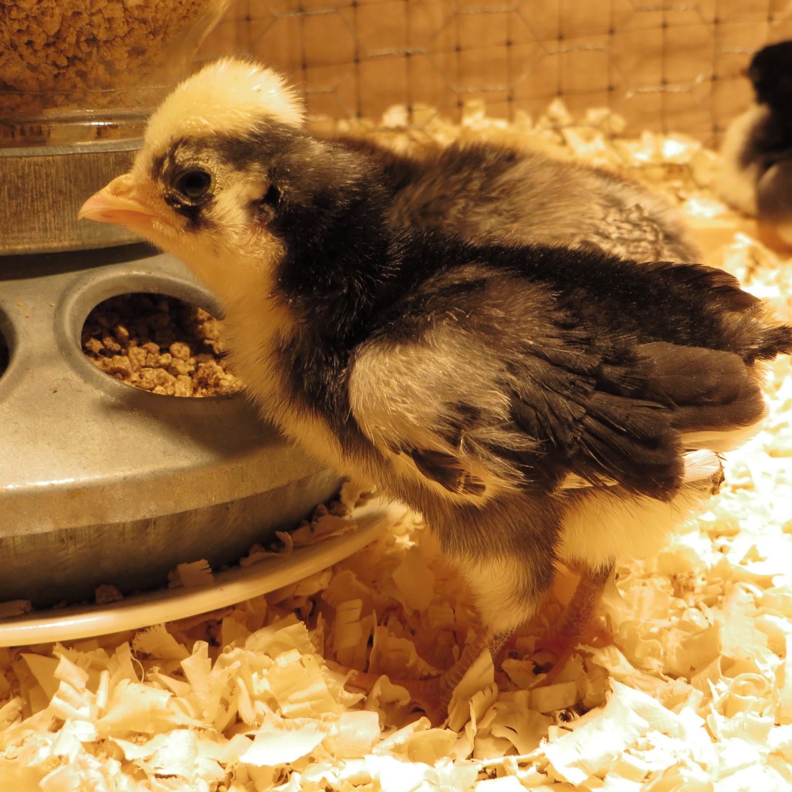 Feather Feet & Vulture Hocks: 03.2013