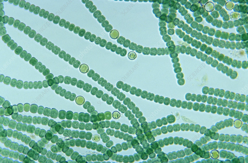 Cyanobacteria Si Kecil yang Kaya Potensi