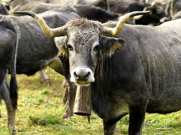 EL CUADERNO DE SILVESTRE: LA VACA TUDANCA