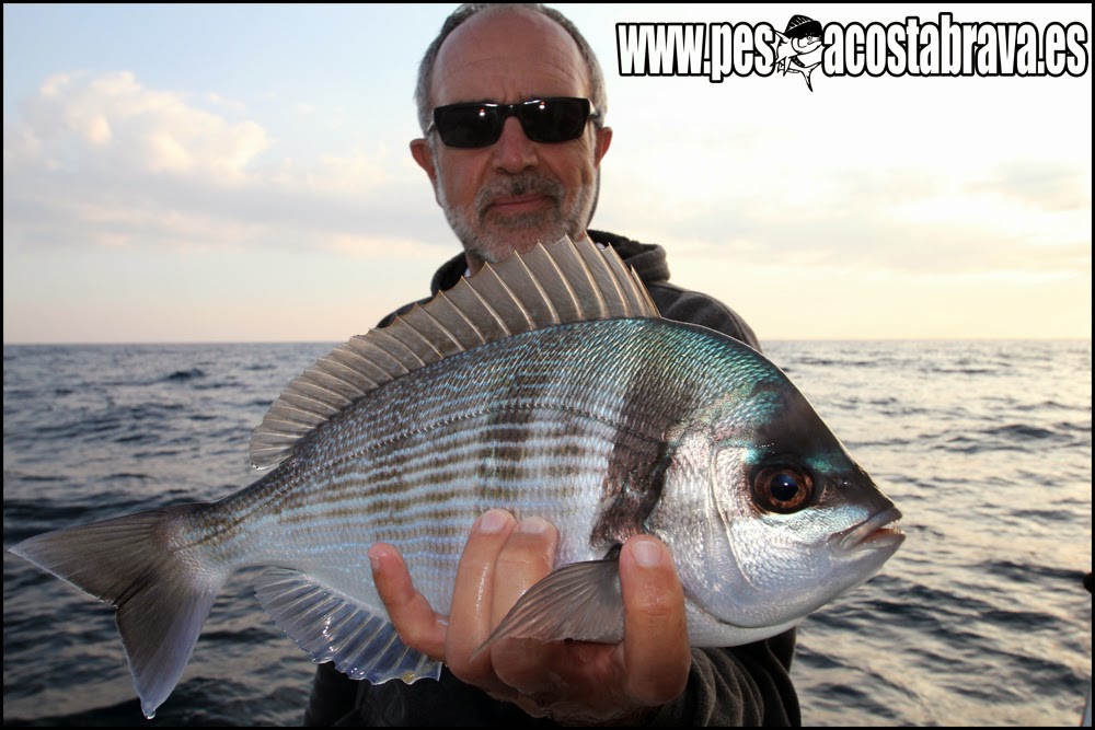 SEPTIEMBRE-PAGELES DESDE EMBARCACIÓN CON TIRA DE CALAMAR