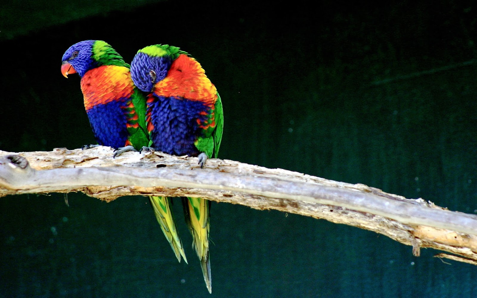Incredible Images: Love Birds (High resolution)