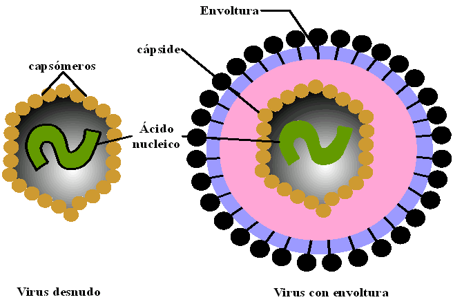Biología 2º: Microbiología
