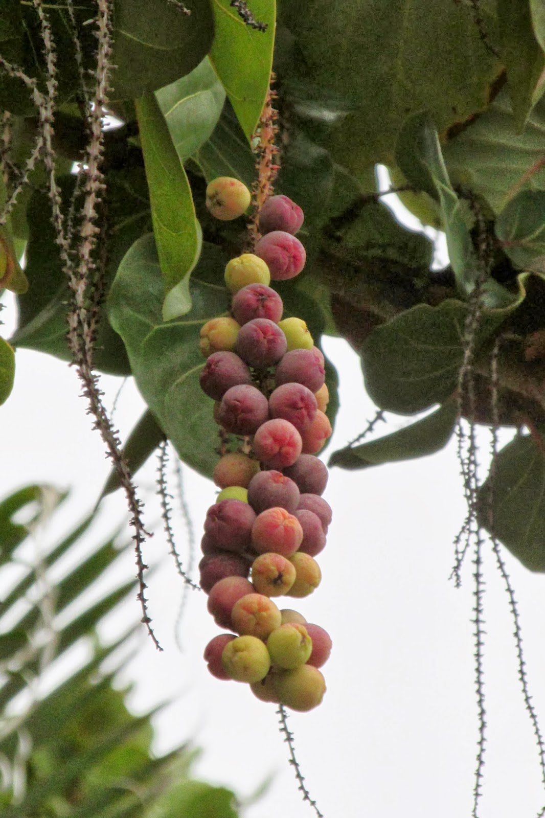 Lally Broch Farm: A Maine Family Homestead: 2014 Indialantic Florida