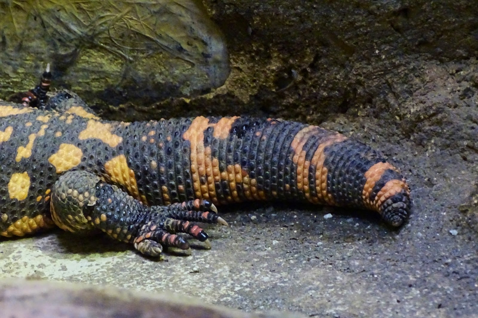 VARANOIDEA: VARANOS Y HELODERMAS