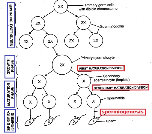 Rusty's Bio-zone: HUMAN REPRODUCTION