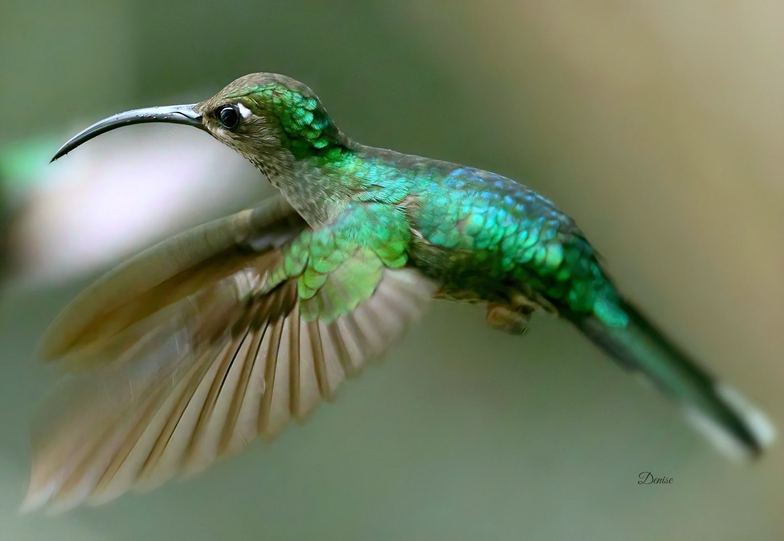 Paisajismo, pueblos y jardines: JARDINES PARA COLIBRIES (Parte 1)