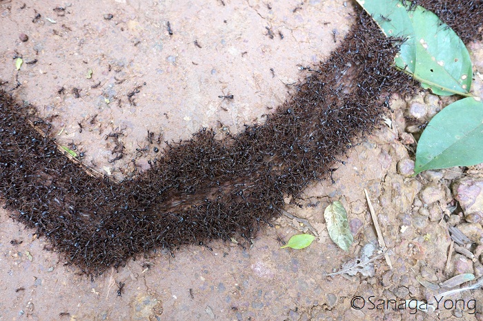 Les Amis des Chimpanzés de SANAGA-YONG: Attention : fourmis magnan