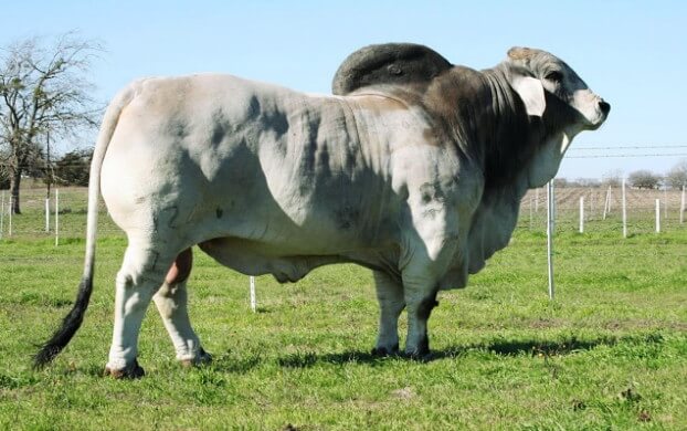 7 Jenis Sapi Ternak Unggulan dan Primadona di Indonesia - Santos Blog