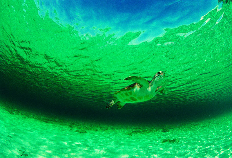 green sea ~ Christine O'Donnell