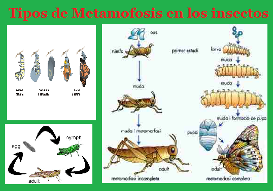 Tipos de Metamofosis en los insectos