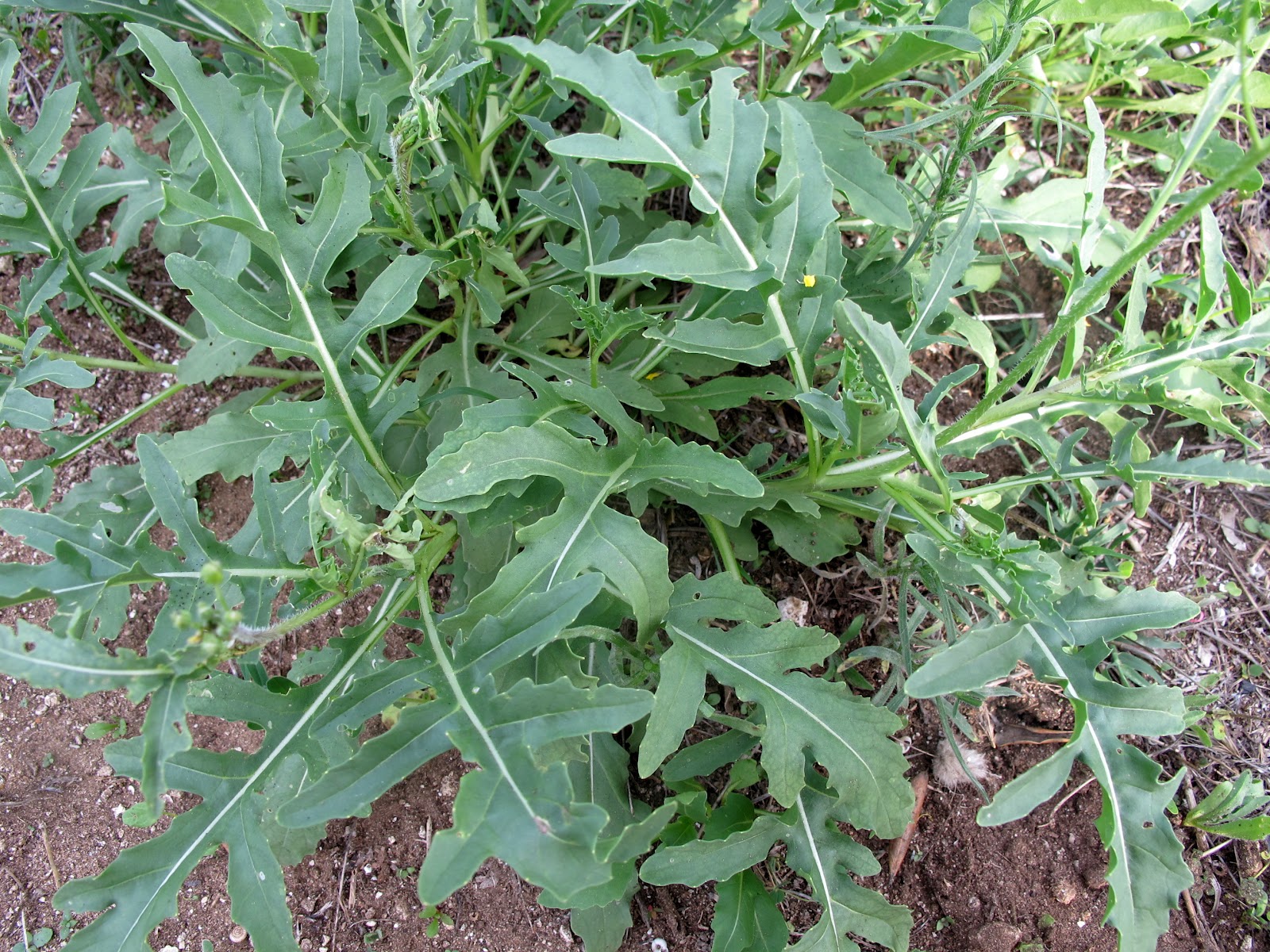 FLORA NEL SALENTO e.. anche altrove: Diplotaxis tenuifolia (L.) DC ...